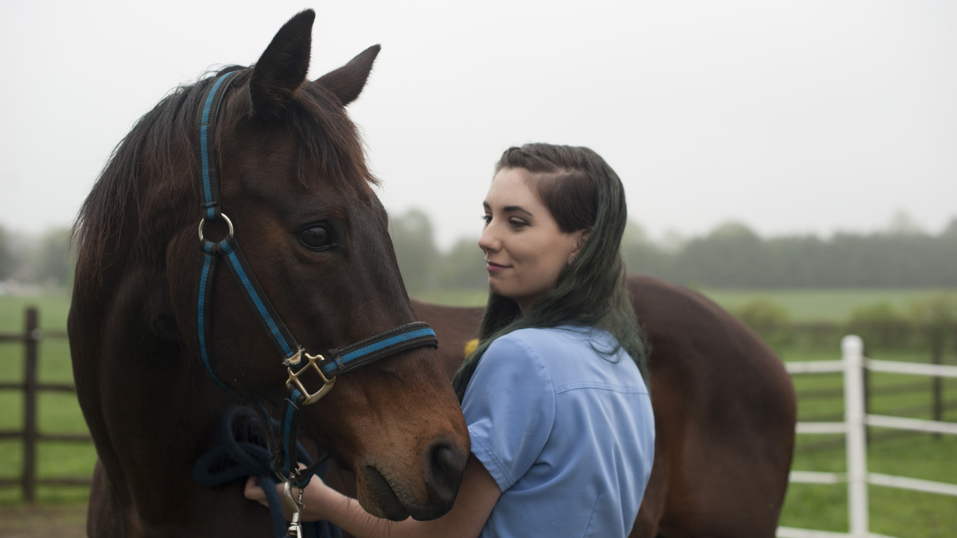 Animal Health Inspection App - Reportal